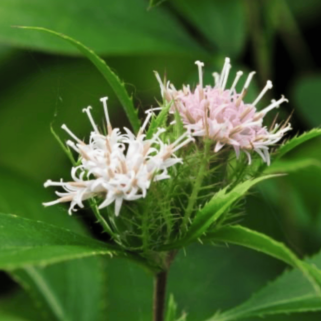 Cang Zhu (Atractylodis): TCM Herb to Soothe & Support Yoni Wellness ...