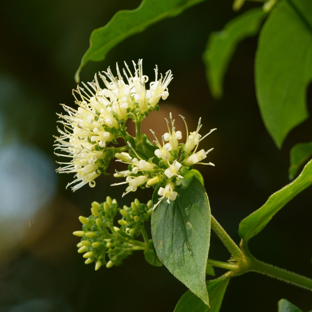 Bai Hua She She Cao (Hedyotis): TCM Herb to Soothe & Clarify Skin ...