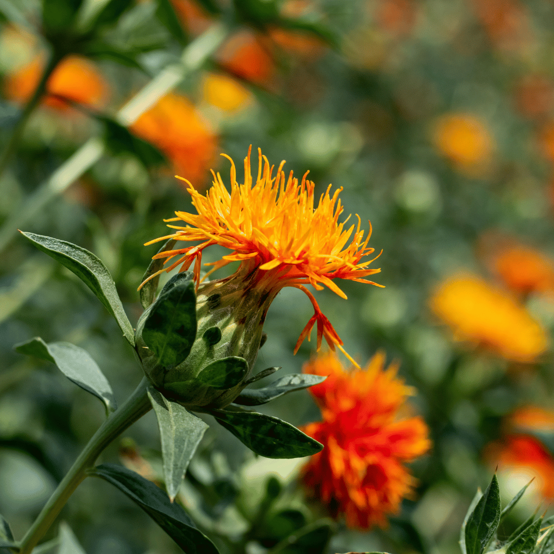 Hong Hua (Safflower): TCM Herb for Blood Support & Skin Wellness – Kuan ...